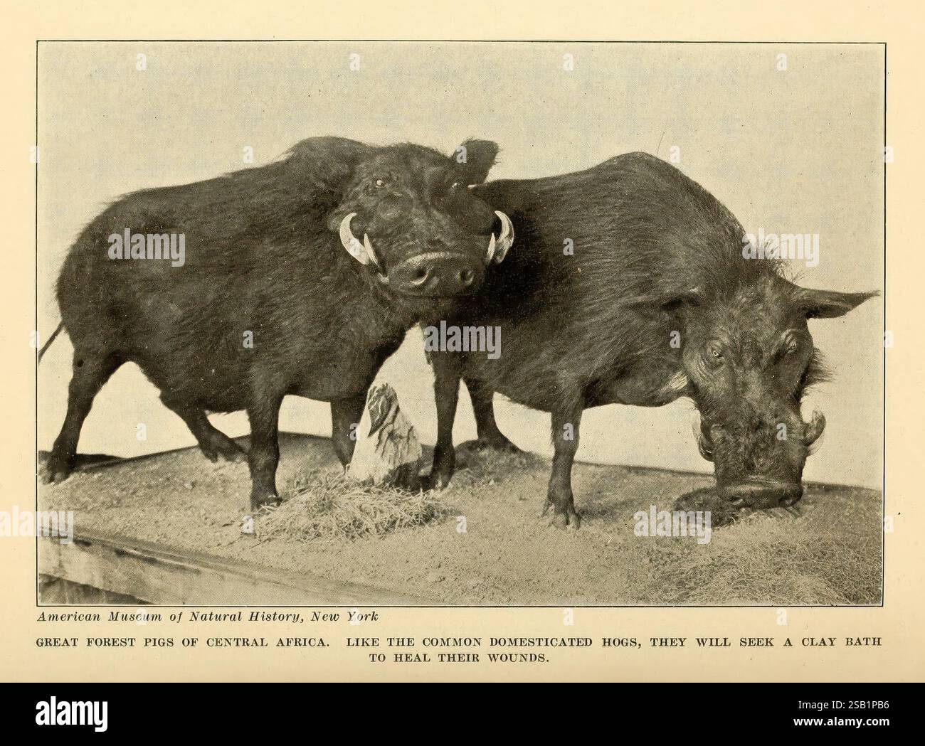 Pig lowers hi-res stock photography and images - Alamy