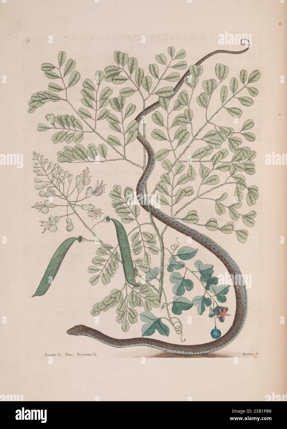 An intricate botanical illustration features a sinuous snake winding ...