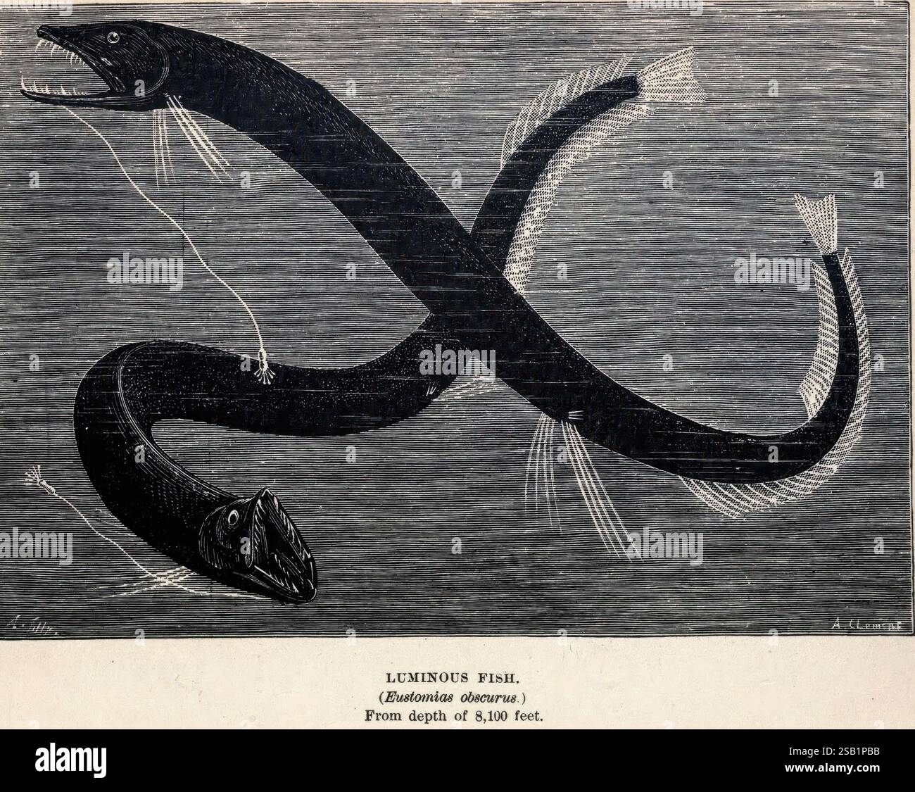 Open mouth reveals hi-res stock photography and images - Alamy