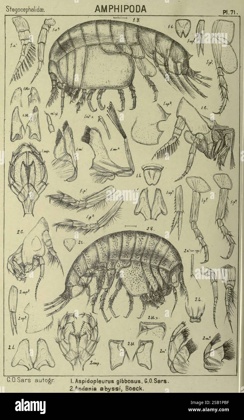 An account of the Crustacea of Norway, v.1. Amphipoda plates ...