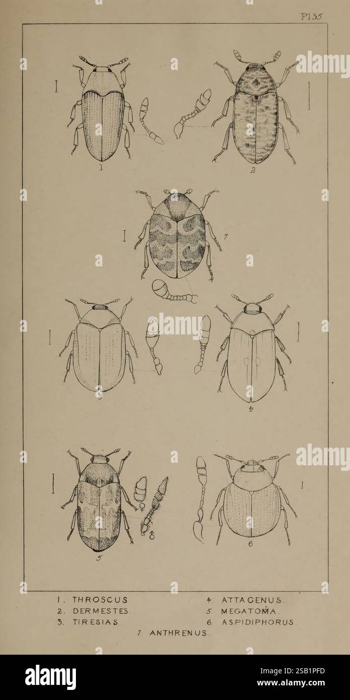The British Coleoptera delineated, London, W. Crofts, 1840, beetles ...