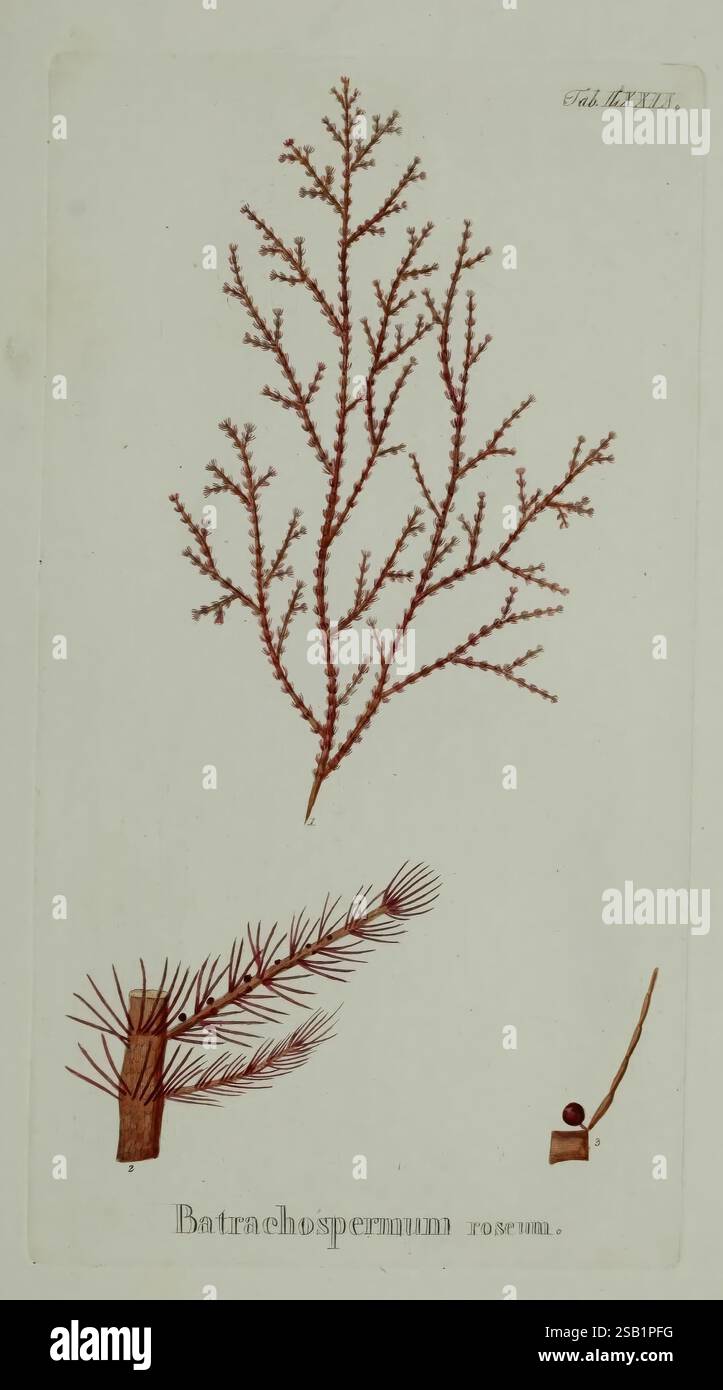 Hydrophytologiae Regni Neapolitani icones, Neapoli, Ex Typographia ...