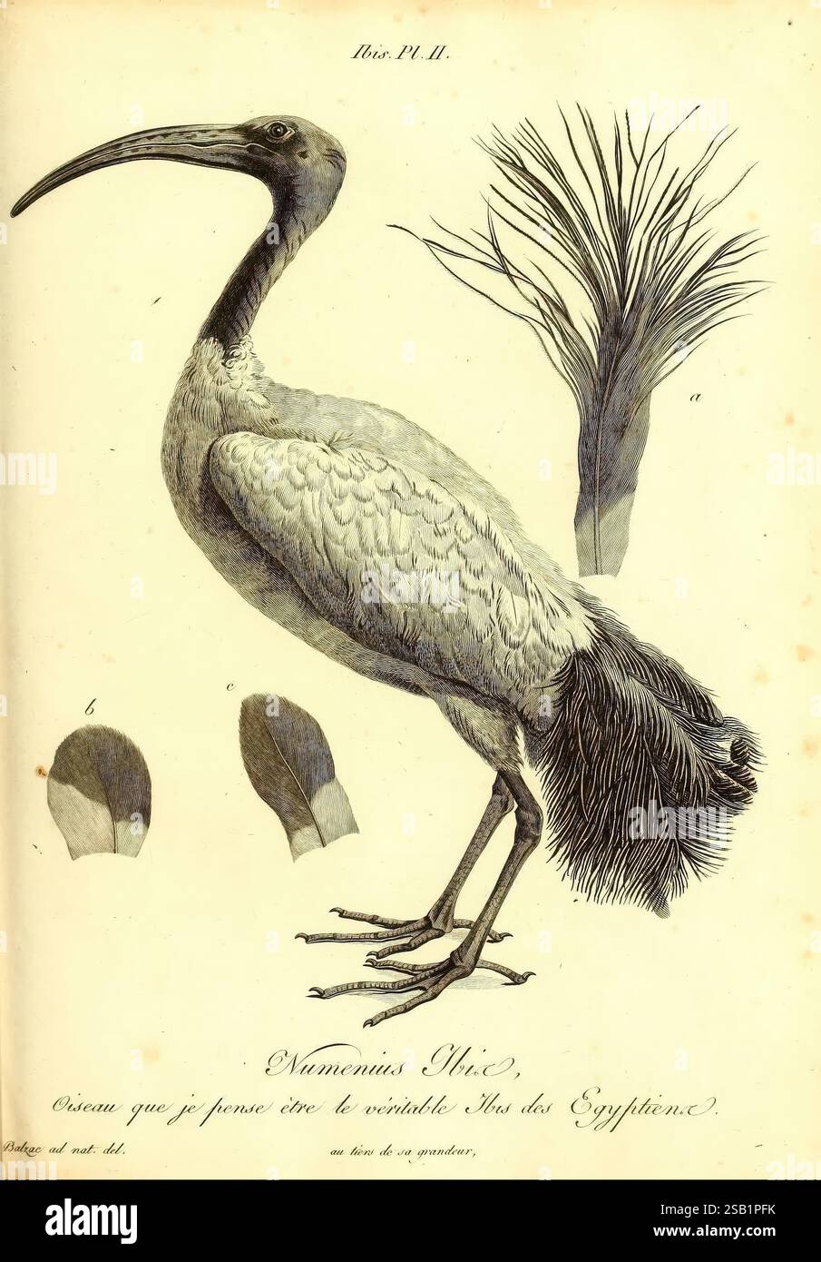 Recherches sur les ossemens fossiles de quadrupèdes Paris Deterville ...