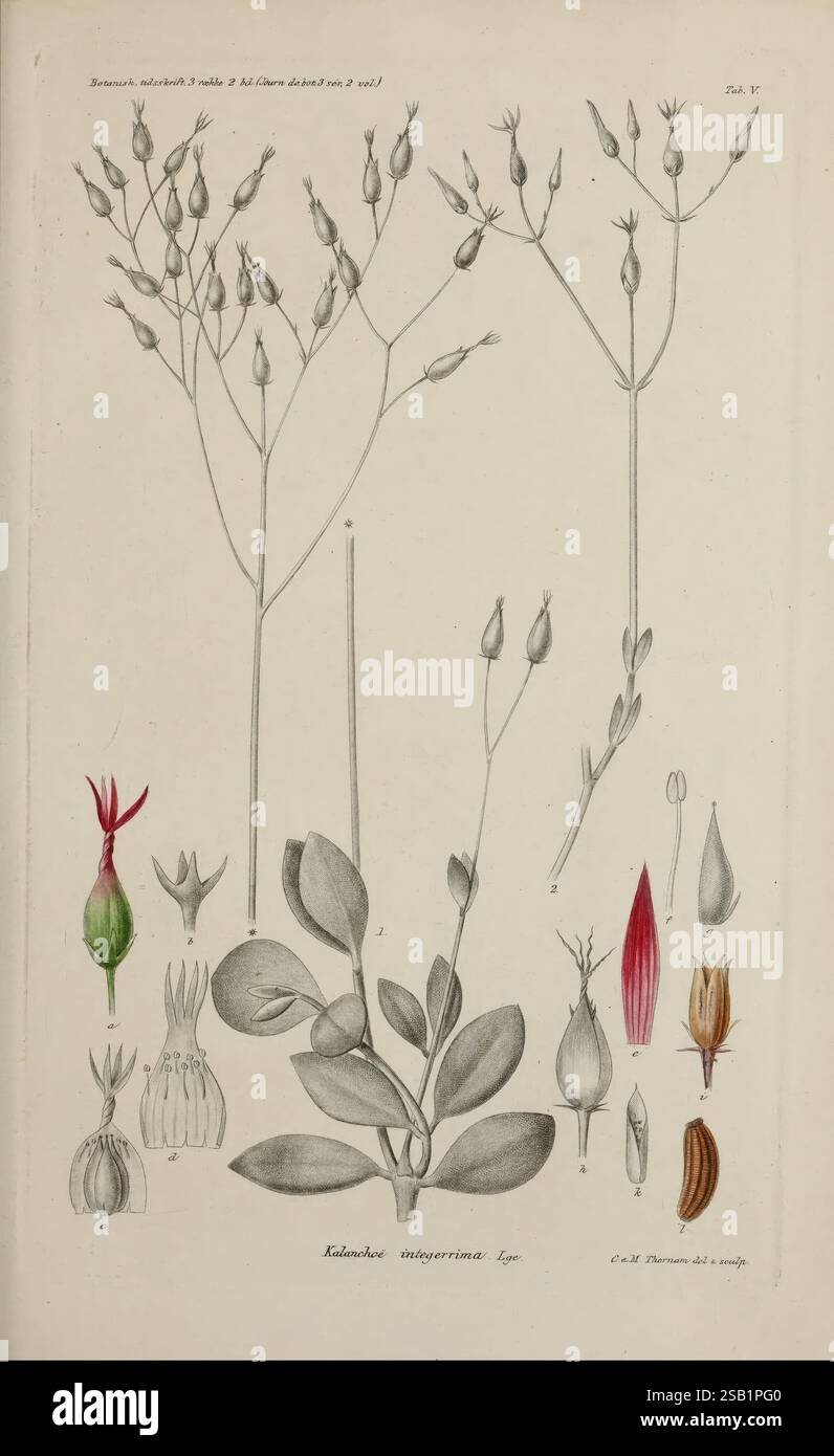 Botany denmark periodicals kalanchoe integra johann christian th hi-res ...