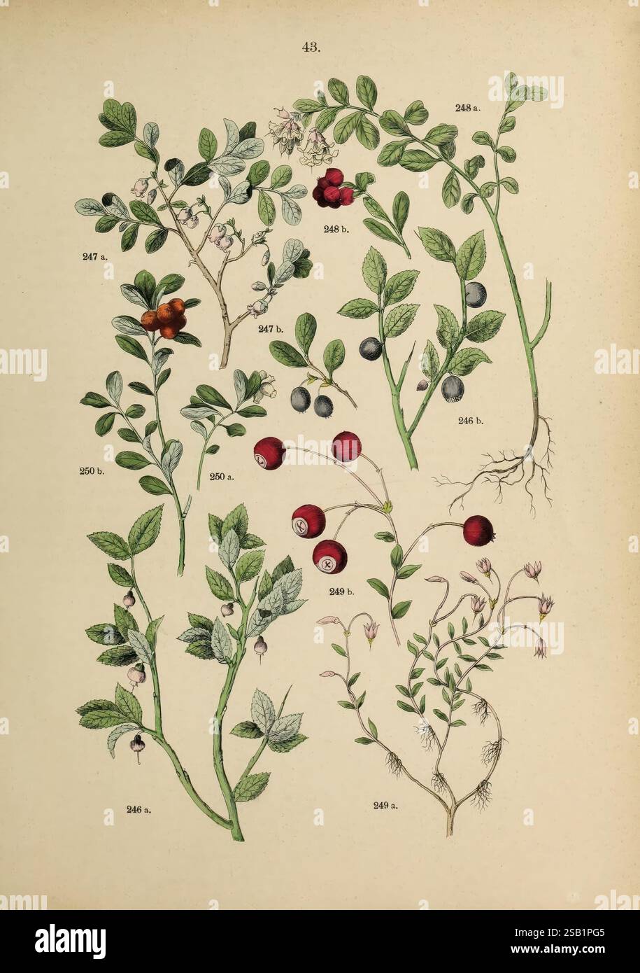 Botanischer bilder-atlas nach De Candolle's Natürlichem pflanzensystem ...