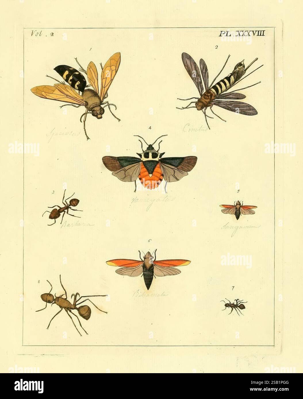Illustrations of natural history. London, Printed for the author and ...