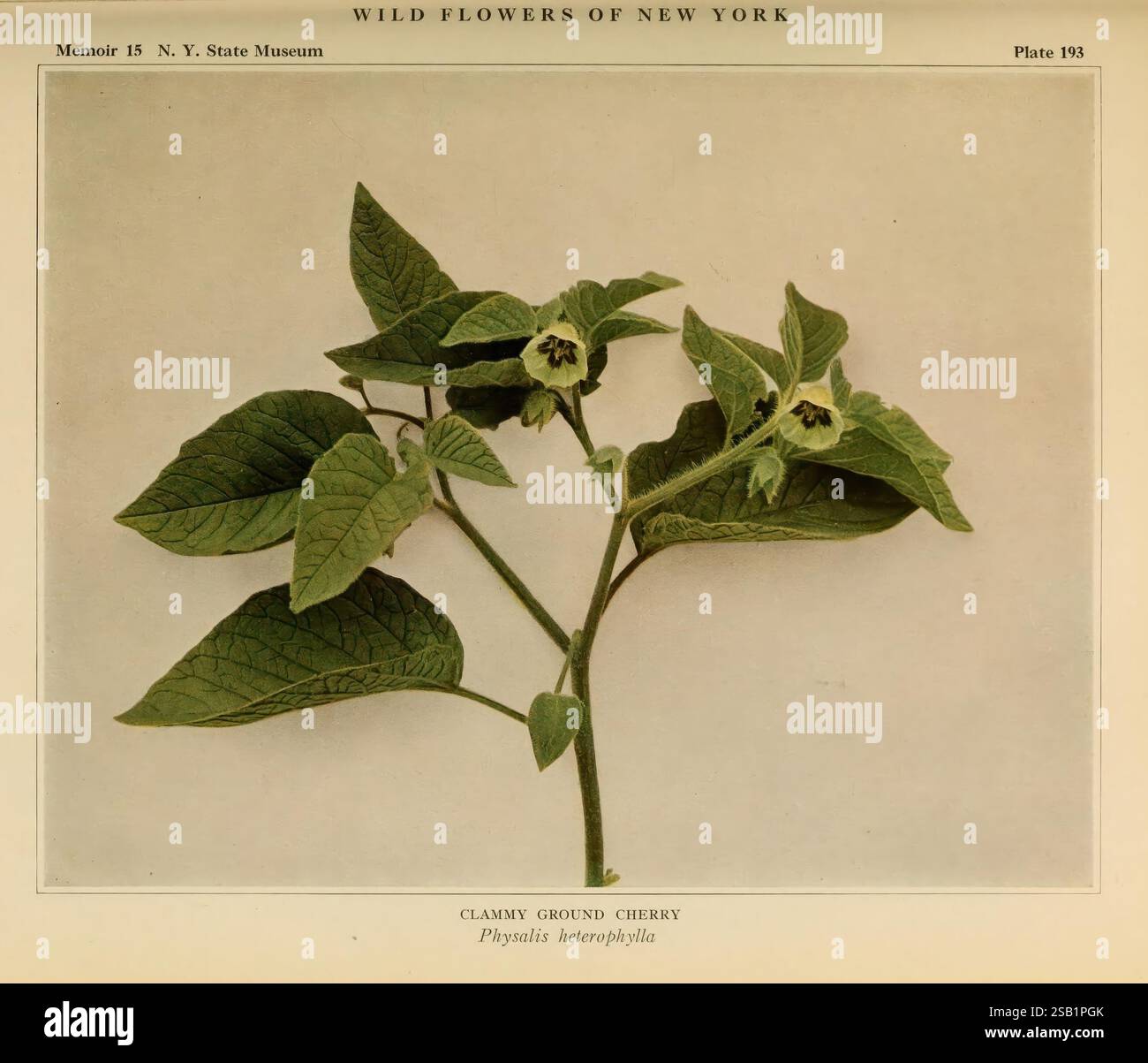 Clammy ground cherry hi-res stock photography and images - Alamy