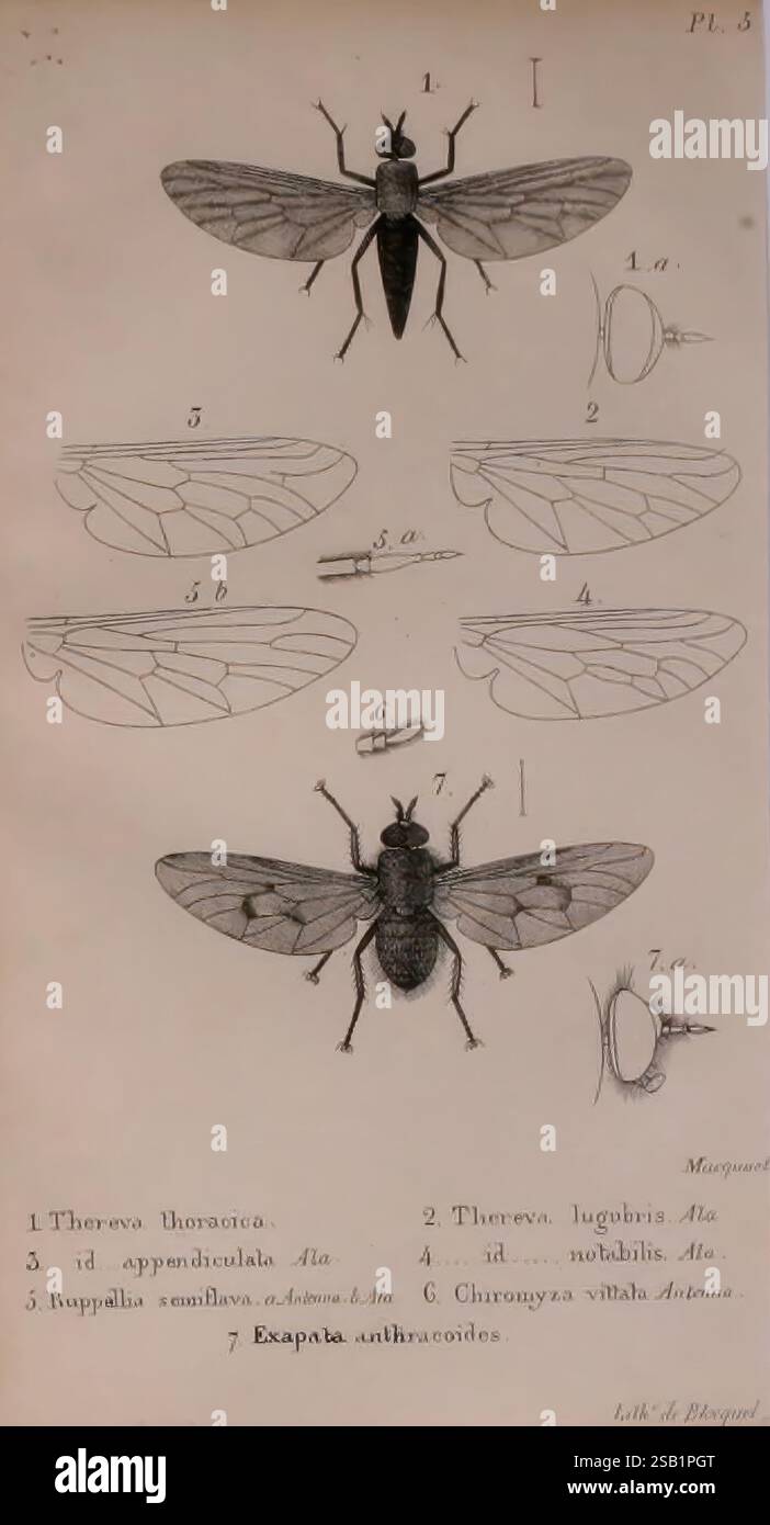 Cicadas morphology hi-res stock photography and images - Alamy
