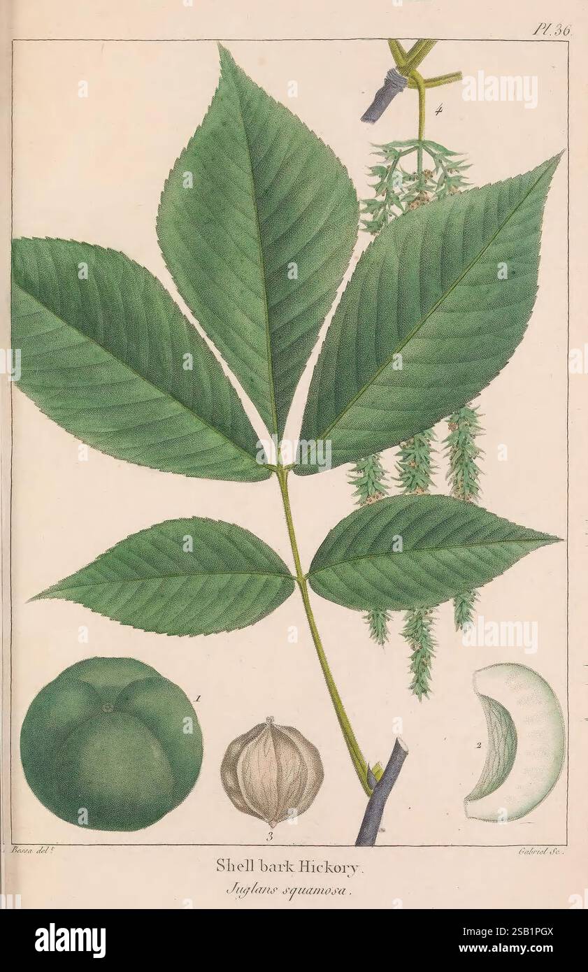 The North American Sylva Philadelphia R. P. Smith 1853 Botany North ...