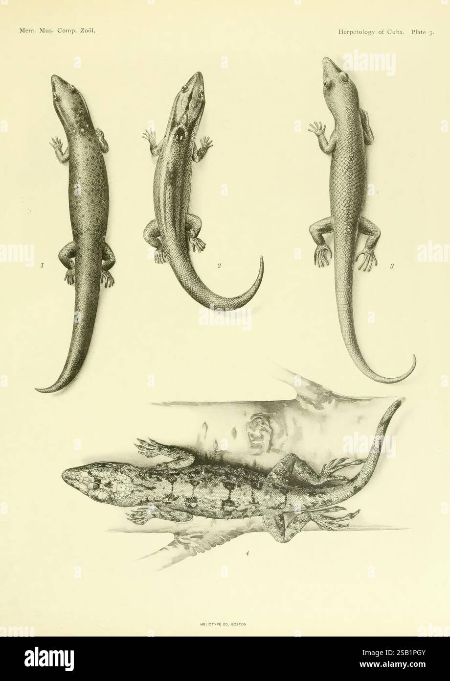 Salamanders unique characteristics hi-res stock photography and images ...