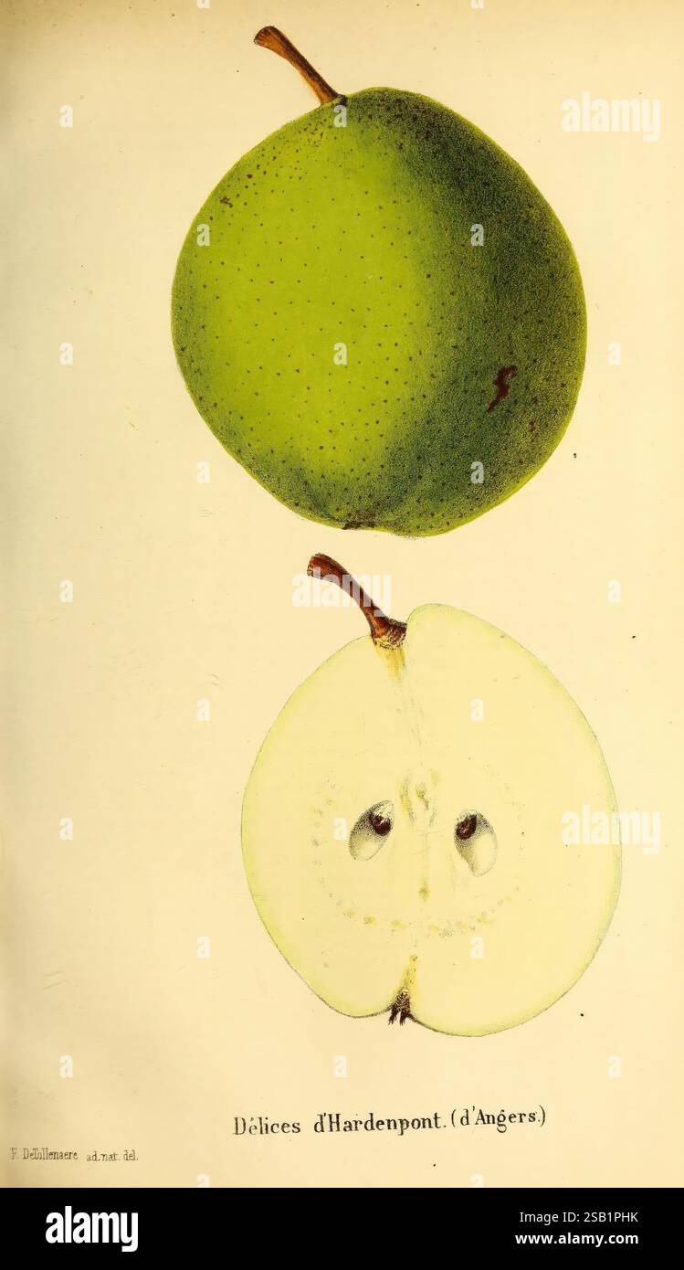 Vibrant green fruit labeled hi-res stock photography and images - Alamy