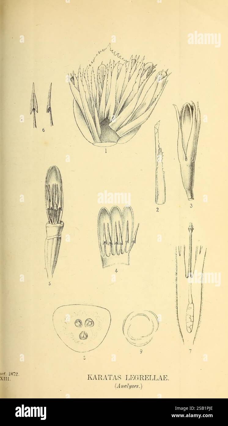 Illustrating specific plant anatomy hi-res stock photography and images ...