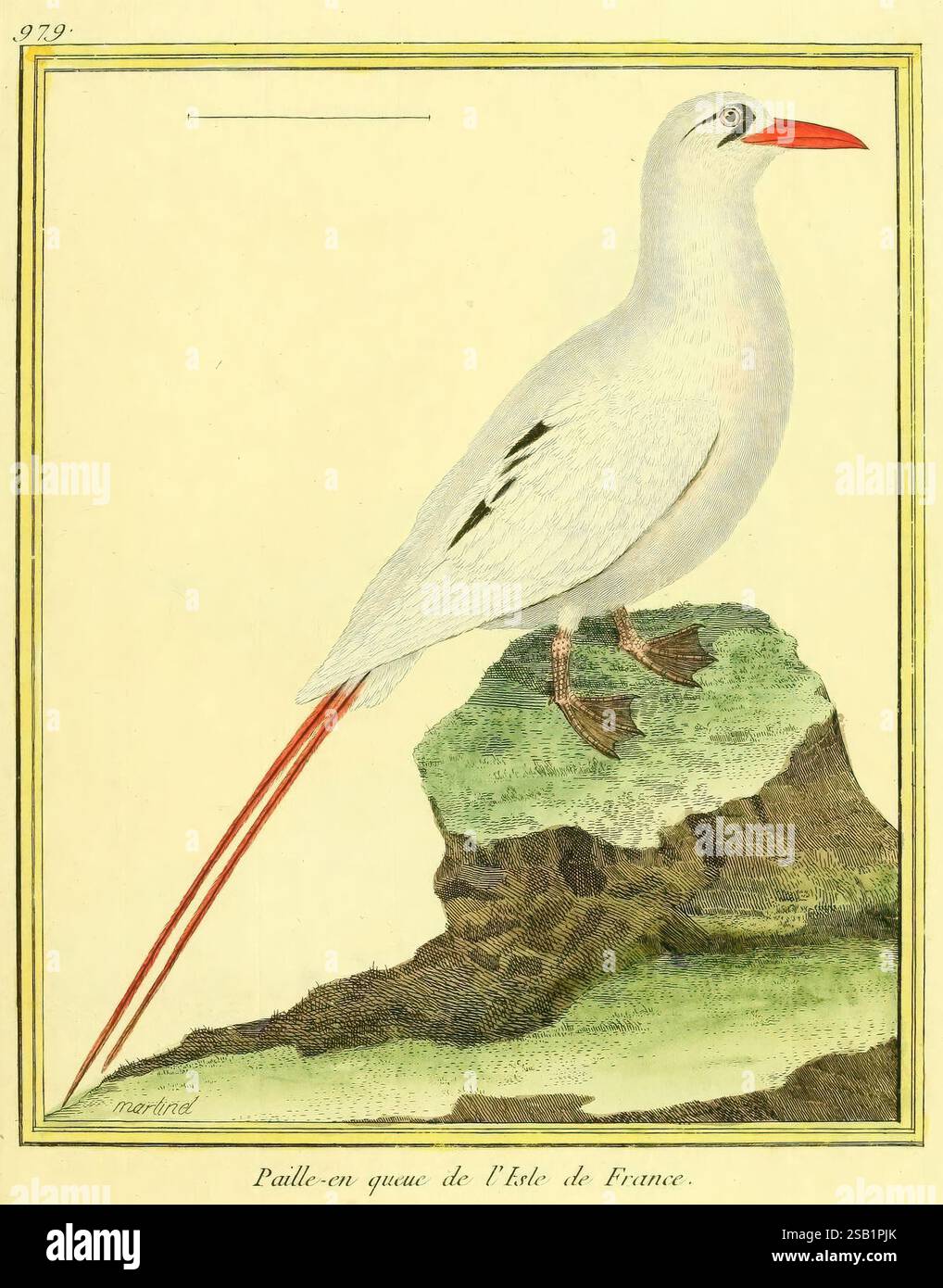 Paille en queue de lile de france hi-res stock photography and images ...