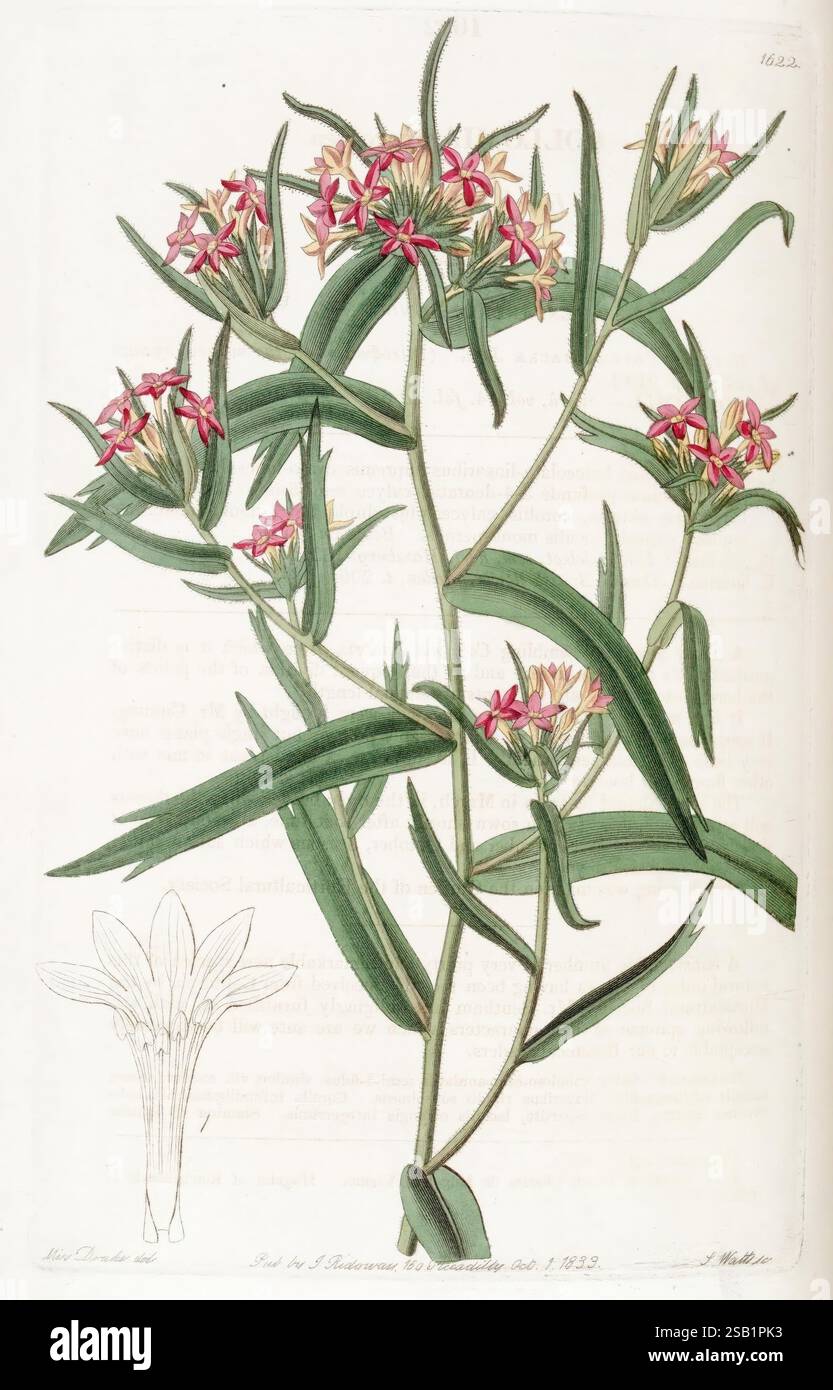 Plant introduction plants ornamental 32 sarah ann drake 2 women hi-res ...