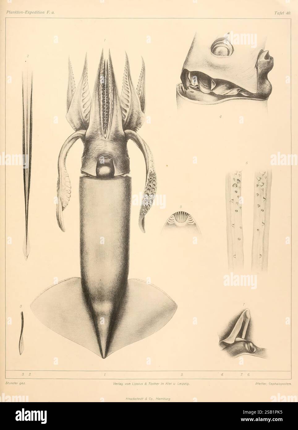 Ergebnisse, der, in, dem, Atlantischen, Ocean, von, Mitte, Juli, bis ...
