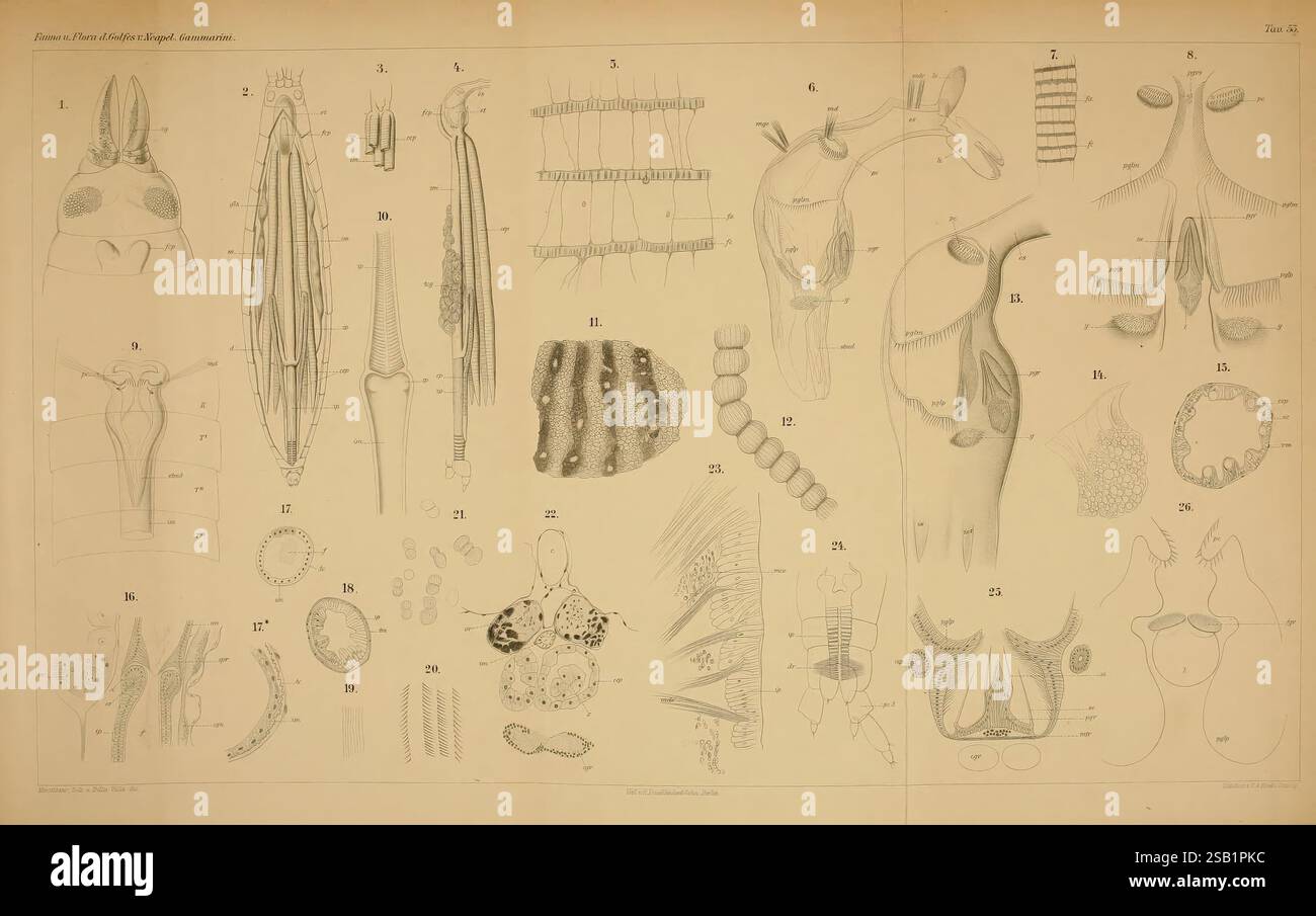 Gammarini, del golfo di Napoli, Berlin, R. Friedländer & Sohn, 1893 ...