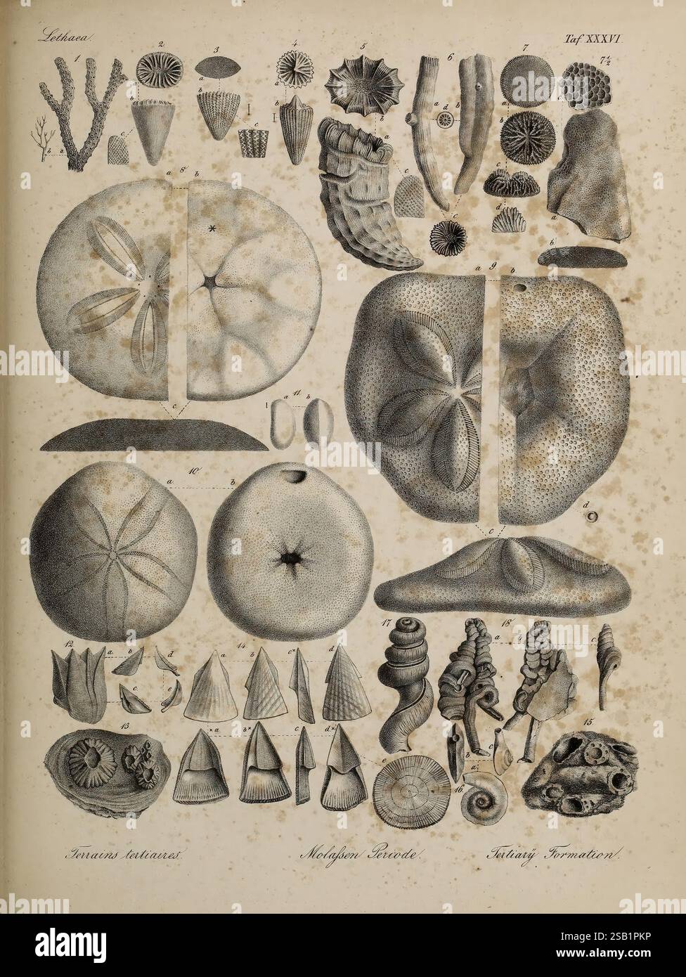 Arrangement displays several specimens hi-res stock photography and ...