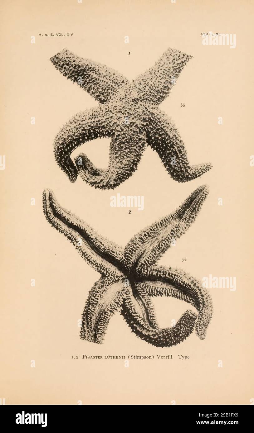Pisaster lutkenii hi-res stock photography and images - Alamy