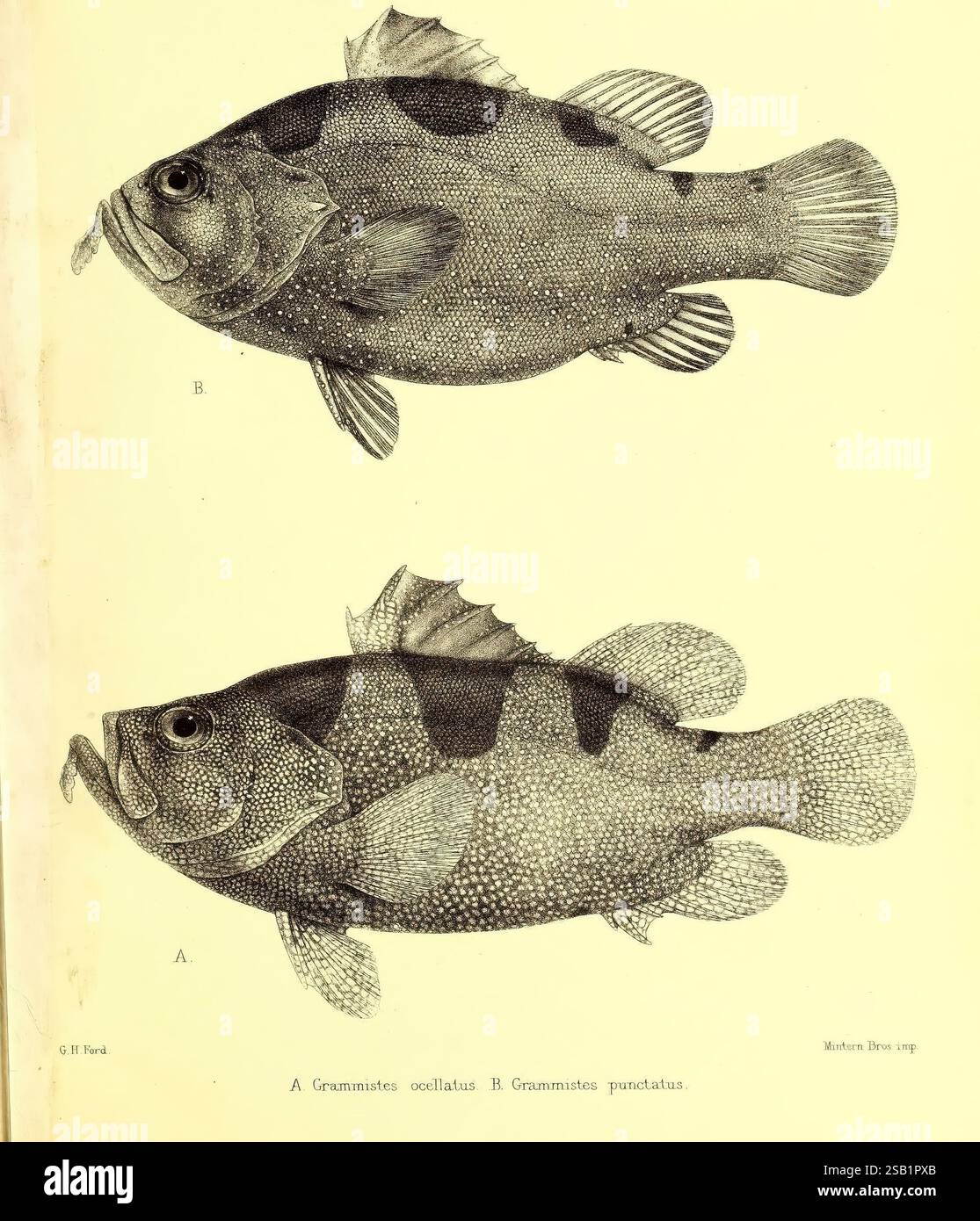 Highlighting scales hi-res stock photography and images - Alamy