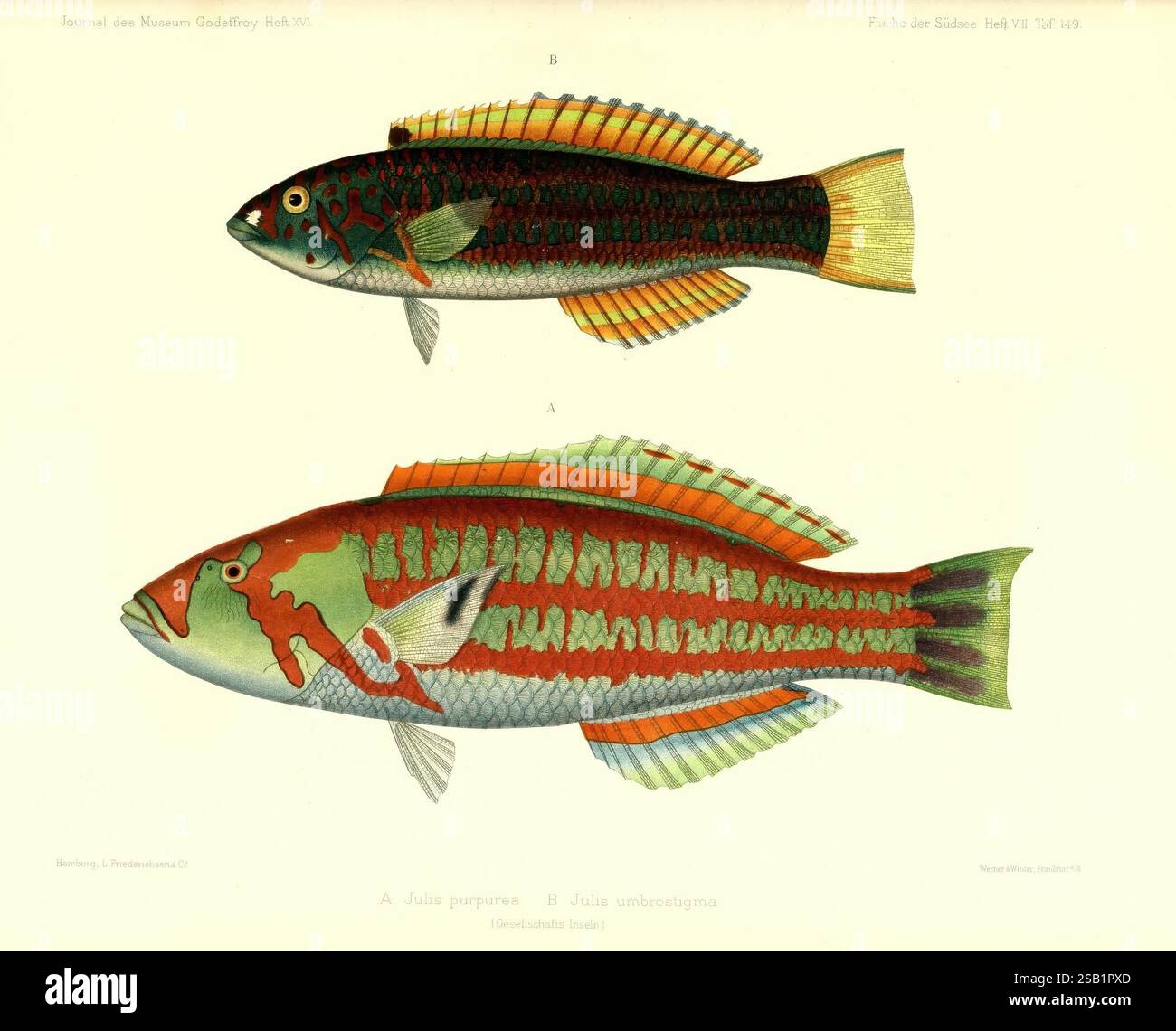 Head features bold markings hi-res stock photography and images - Alamy