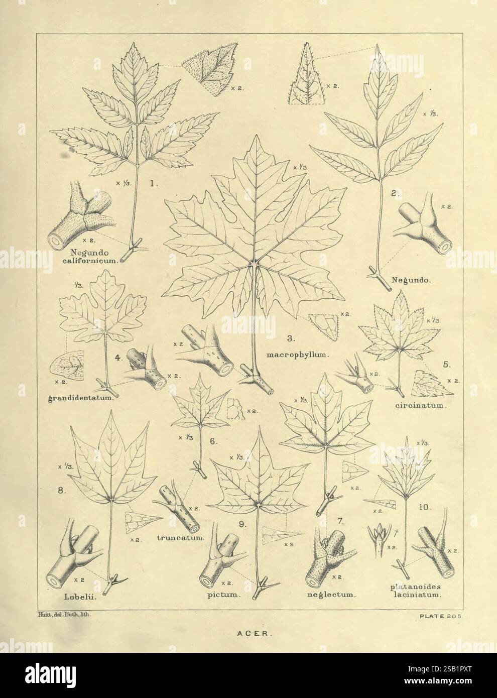Top section presents different leaf structures hi-res stock photography ...