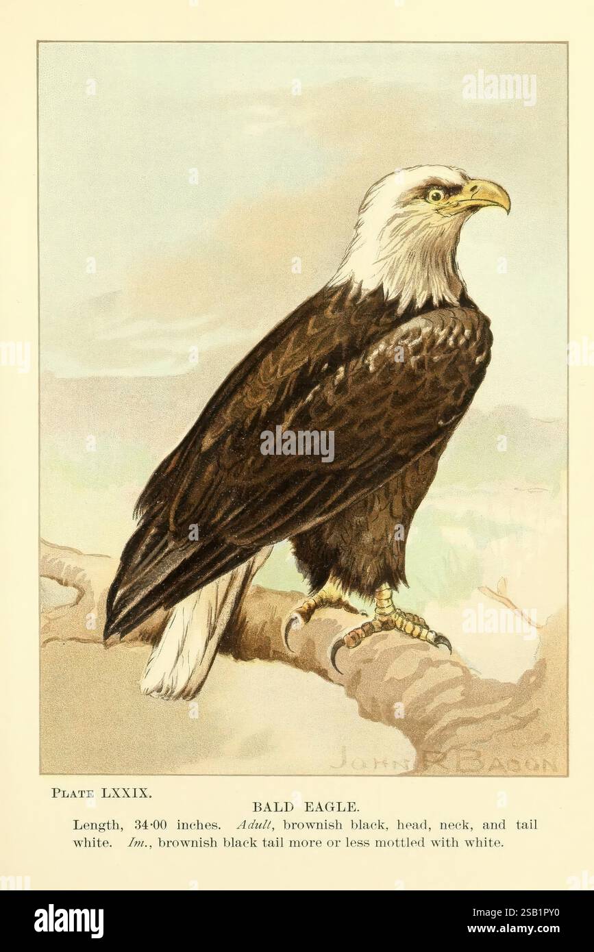 Eagles regal posture hi-res stock photography and images - Alamy