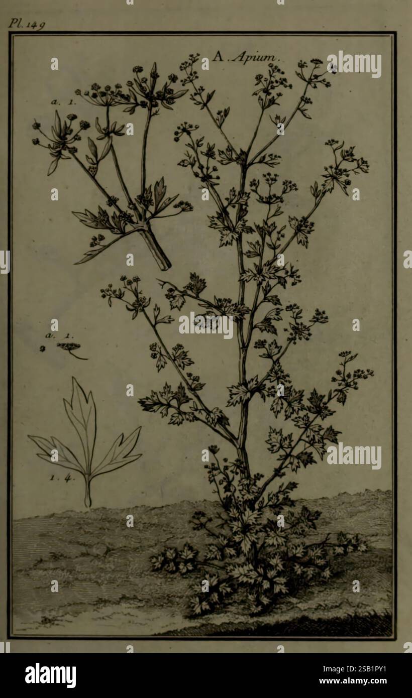 Plants distinctive branching structure hi-res stock photography and ...