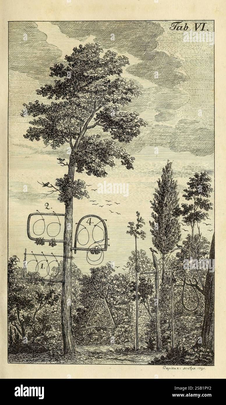 Prominent tall tree surrounded hi-res stock photography and images - Alamy