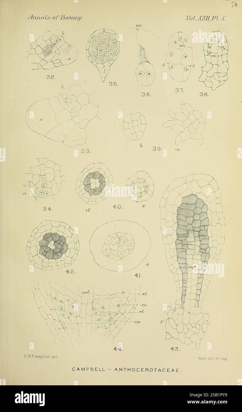 Annals of botany, London, botany, periodicals, plants., This detailed ...