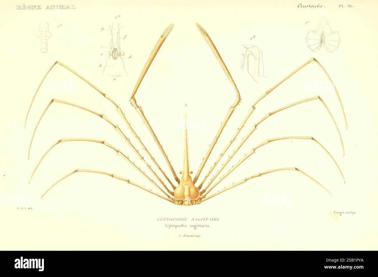 Le règne animal distribué d'après son organisation, Paris, 1836-1849 ...
