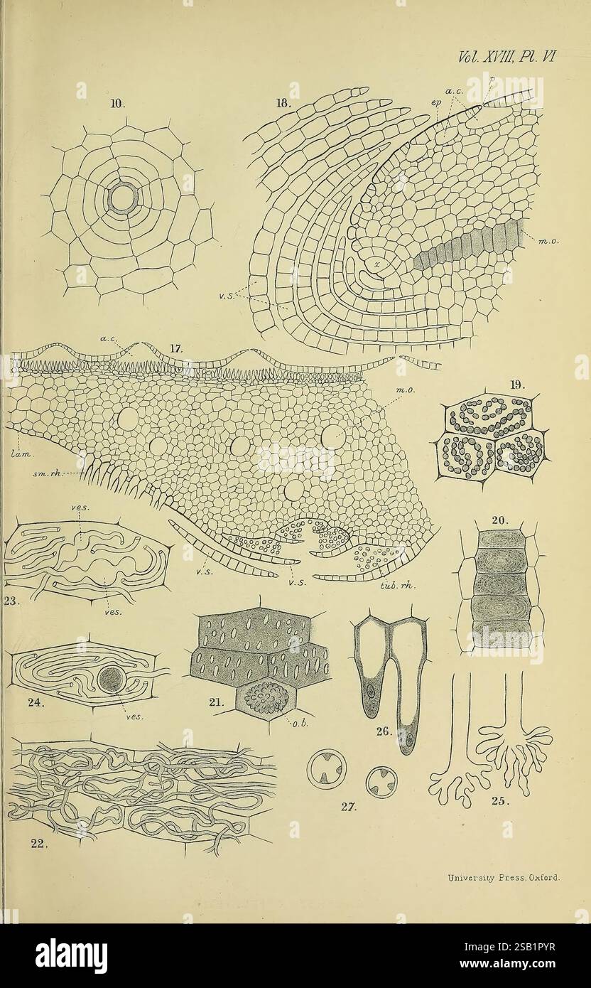 Annals of botany, London, botany, periodicals, plants, The illustration ...