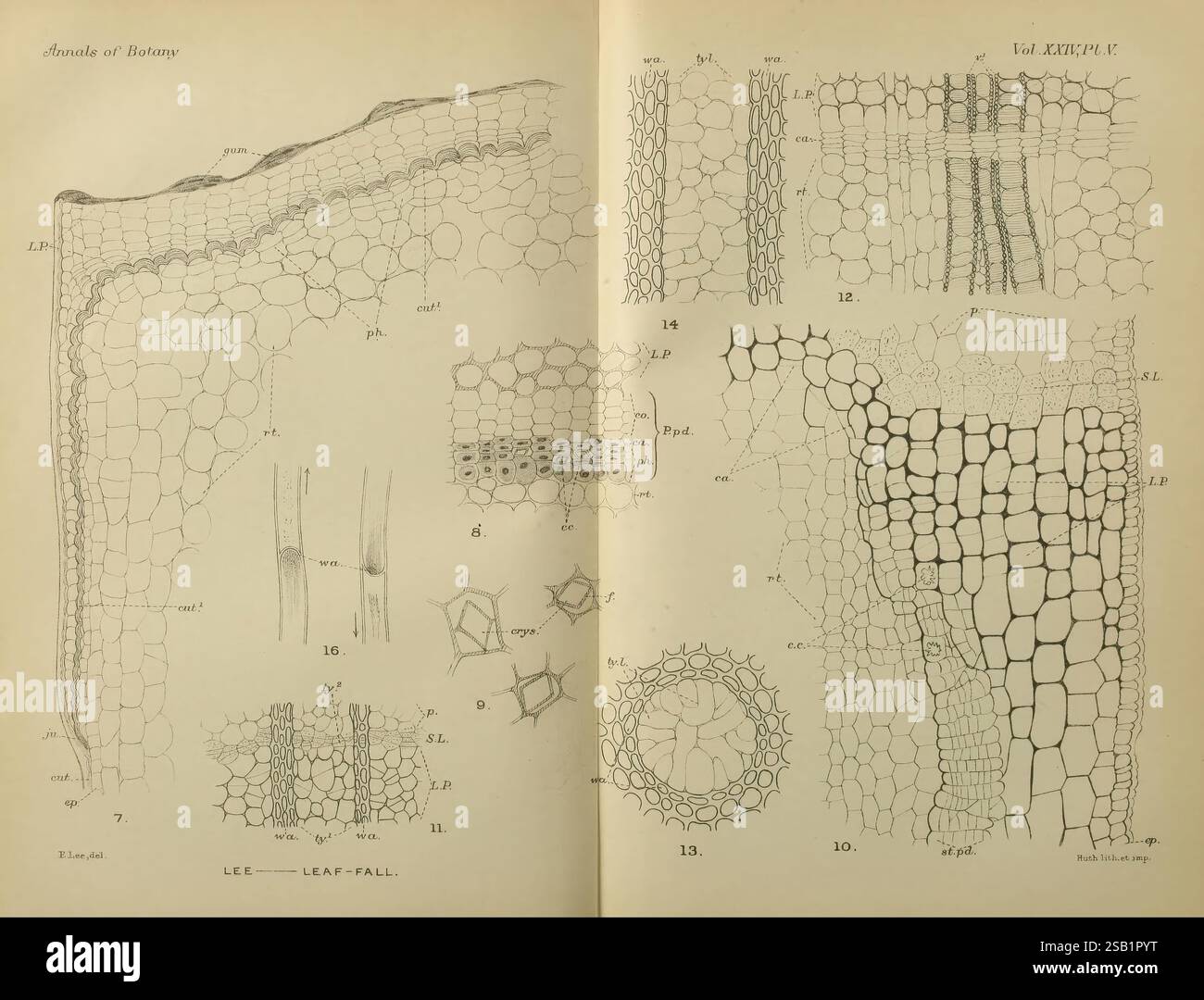 Annals of Botany, London, botany, periodicals, plants, A series of ...
