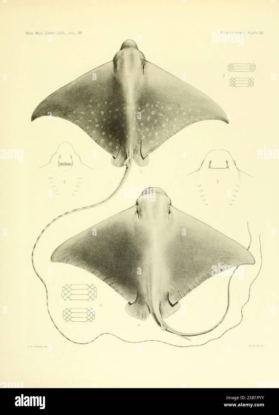 The Plagiostomia, Sharks, skates, and rays Cambridge, U.S.A, 1913 ...