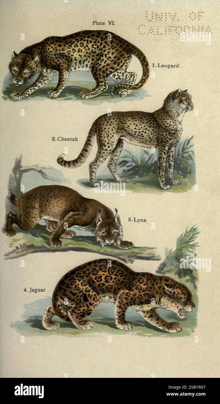 The Handy Natural History, Boston, R.G. Badger, The Gorham Press, 1910 ...