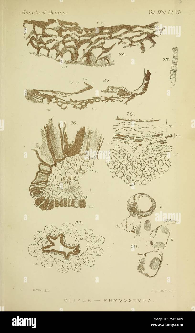 Annals of Botany, London, botany, periodicals, plants, This ...