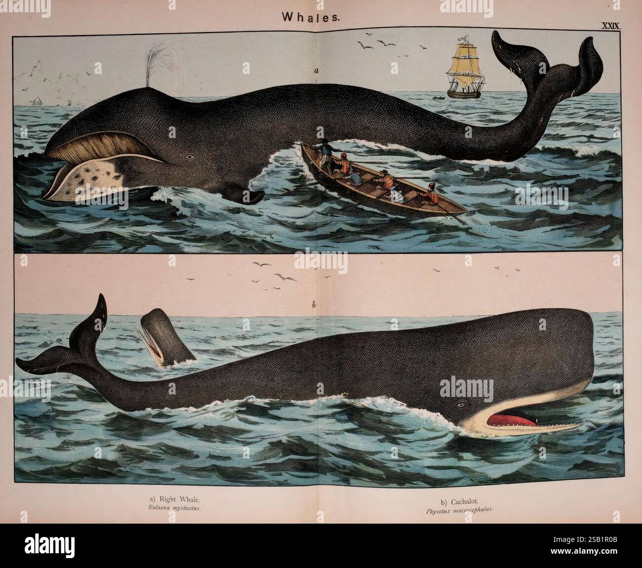 Balaena mysticetus teeth hi-res stock photography and images - Alamy