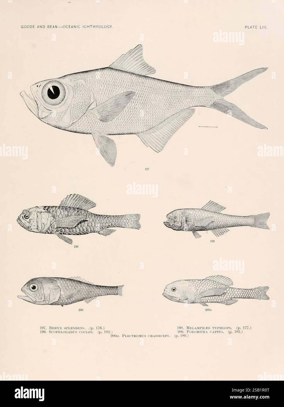 Oceanic ichthyology, v.22 atlas, Cambridge, U.S.A, 1896, Atlantic Ocean ...