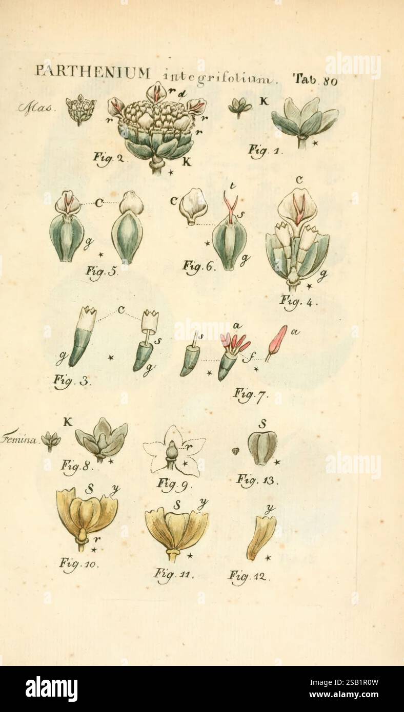 Illustratio systematis sexualis Linnaeani, Francofurti ad Moenum ...