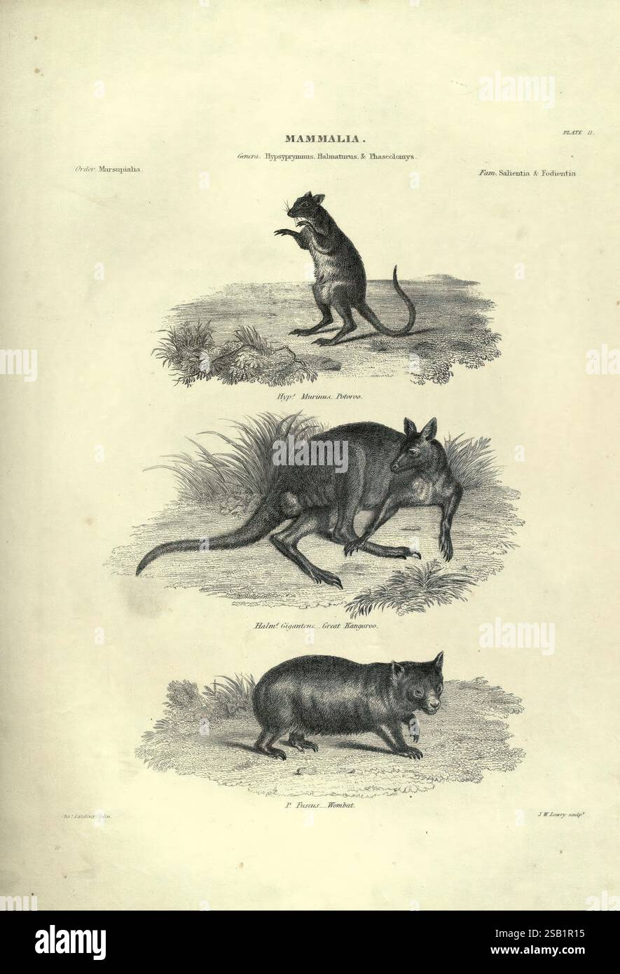 Three different marsupial species hi-res stock photography and images ...