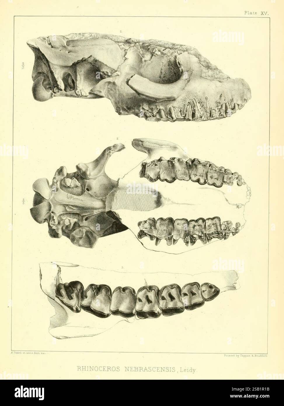 The ancient fauna of Nebraska: Washington, 1853. Nebraska, paleontology ...