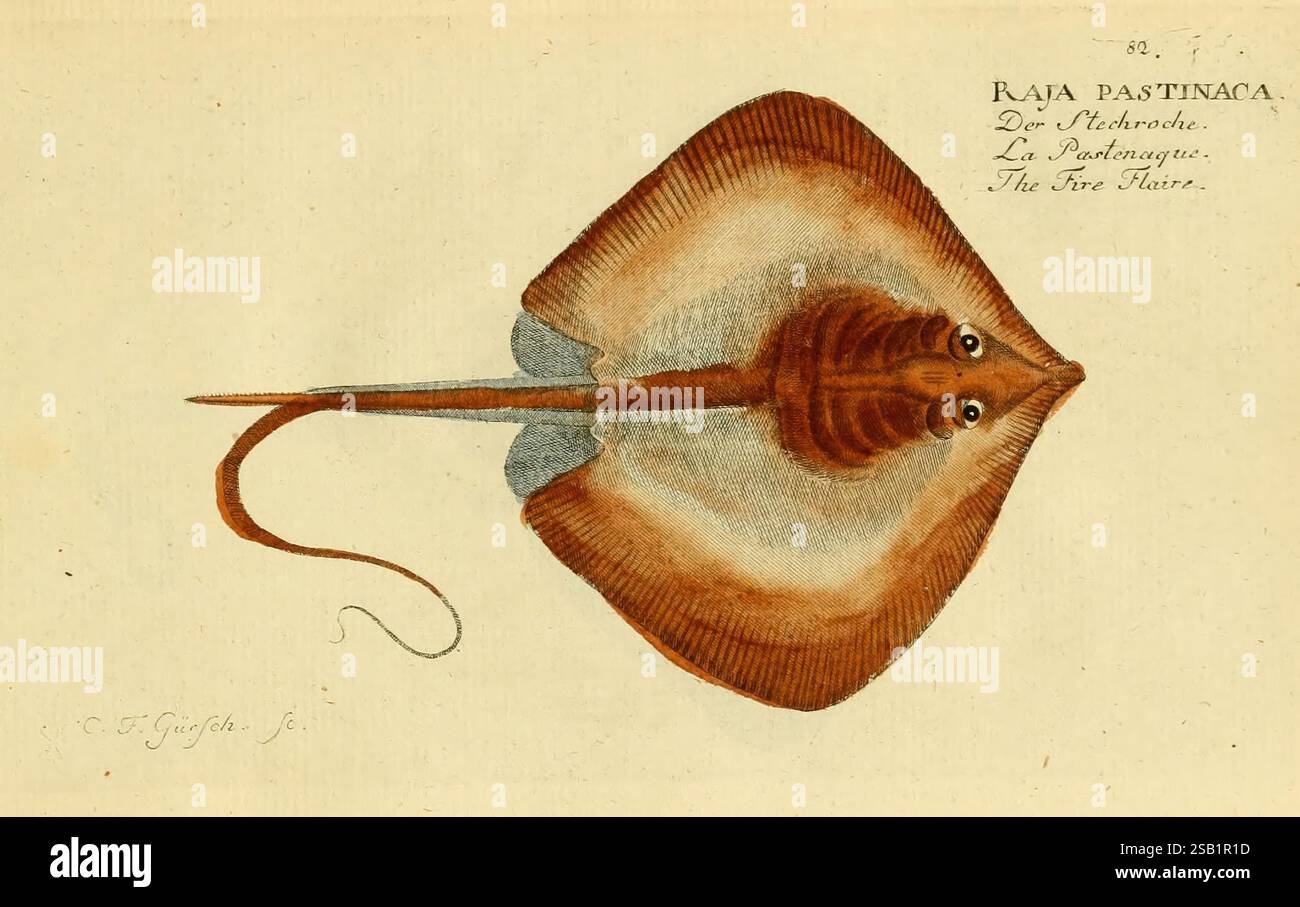 Stingrays significance hi-res stock photography and images - Alamy