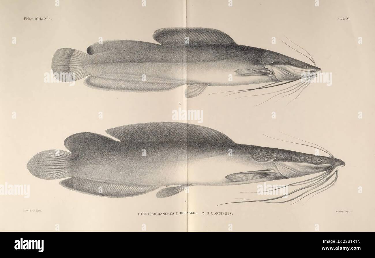 The fishes of the Nile. London, Pub. for the Egyptian government by H ...