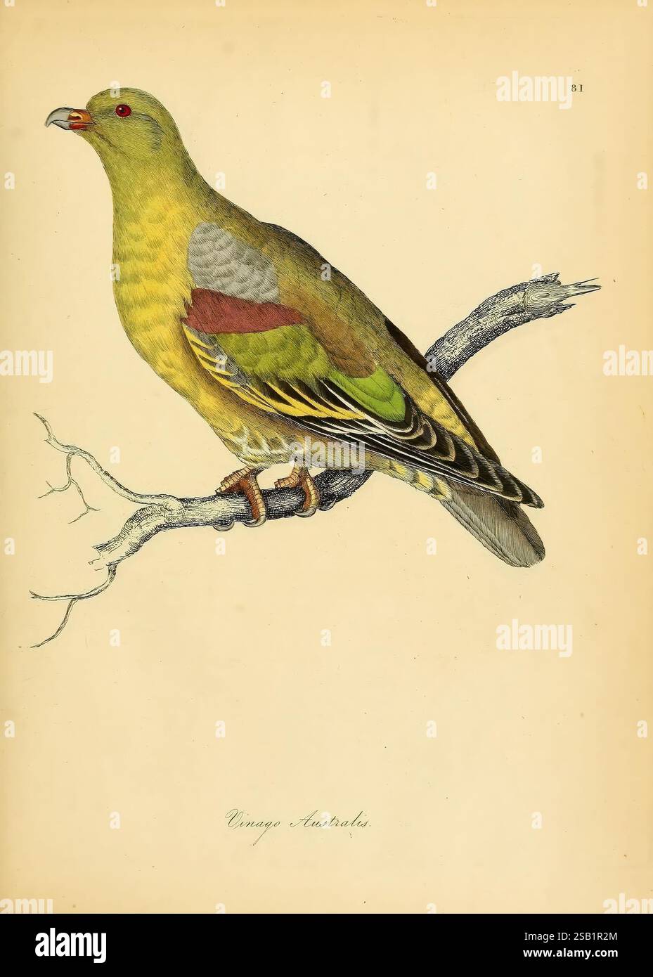 Avian creature boasts hi-res stock photography and images - Alamy