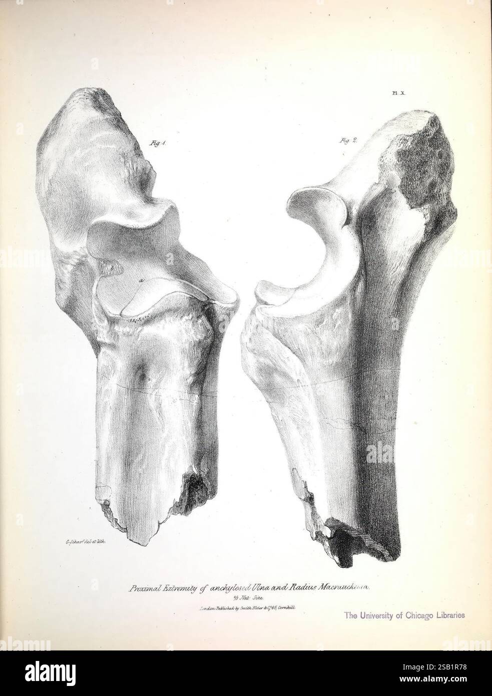 The zoology of the voyage of H.M.S. Beagle, London, Smith, Elder & Co ...