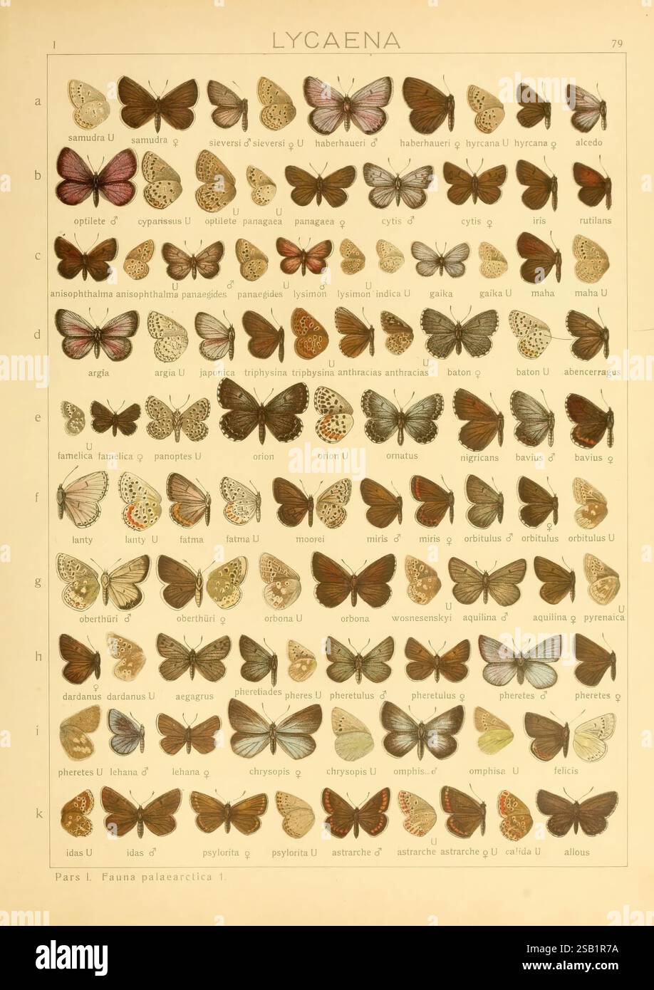 Diverse world of lepidopterans hi-res stock photography and images - Alamy