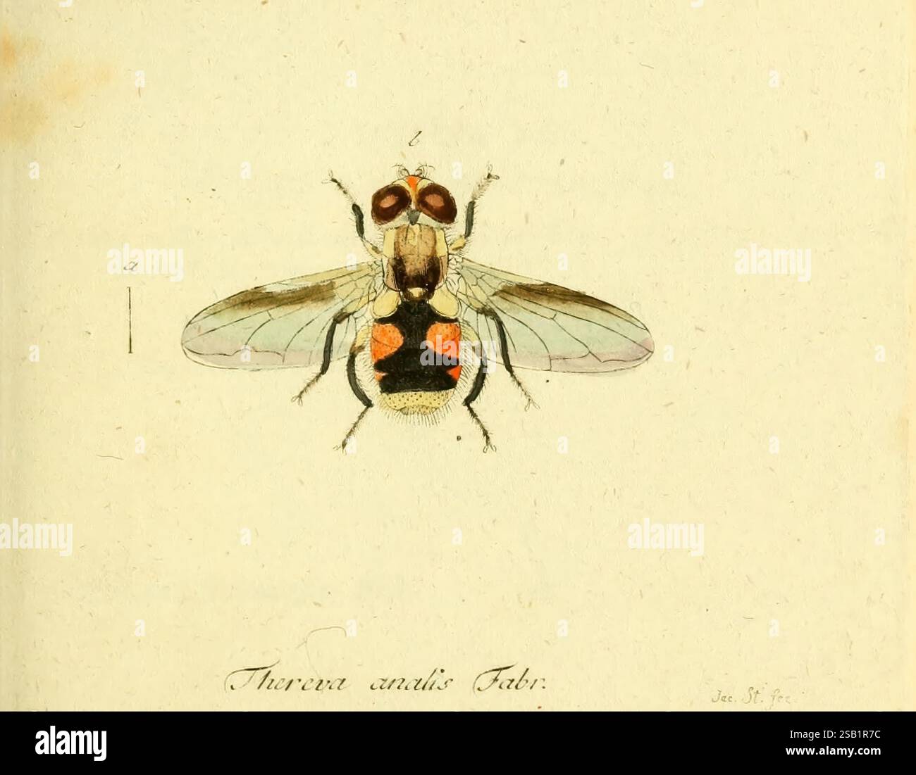 Fauna Germanica, Diptera, Nuremberg?, s.n, between 1793 and 1805 ...