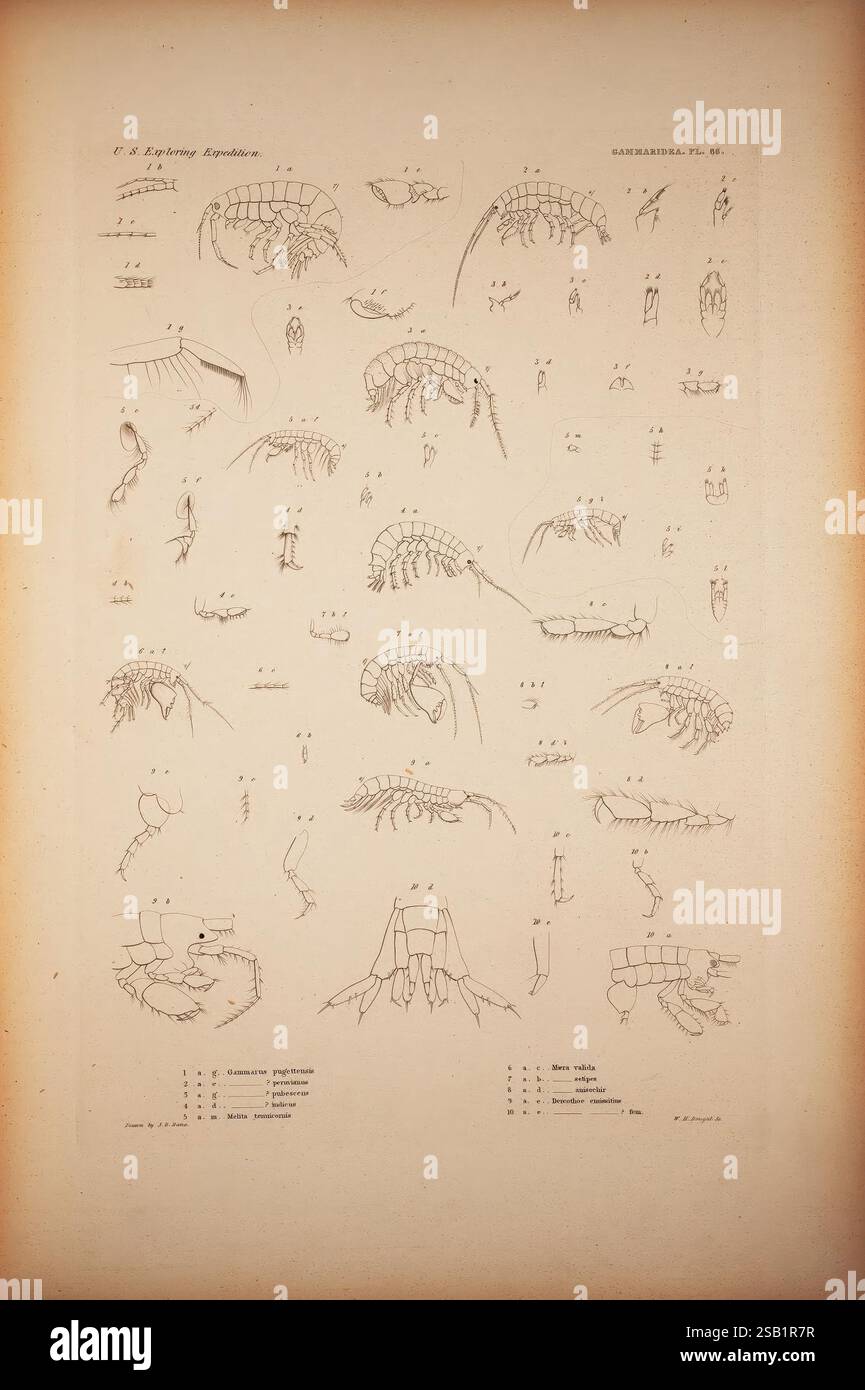 Limb morphology across species hi-res stock photography and images - Alamy