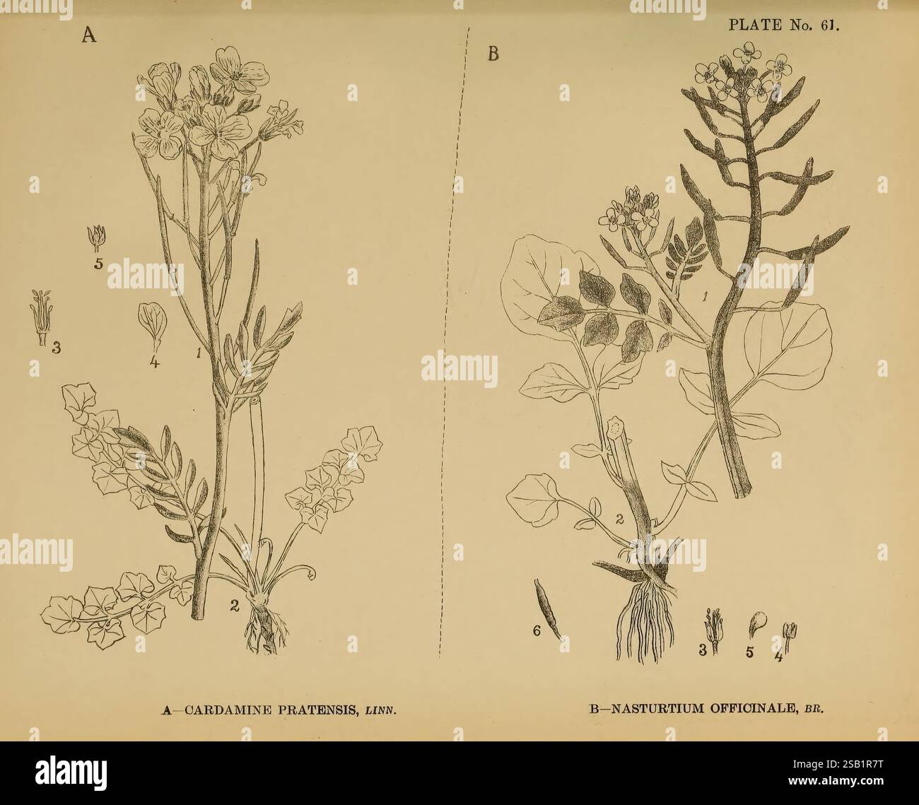 Two botanical plates hi-res stock photography and images - Alamy