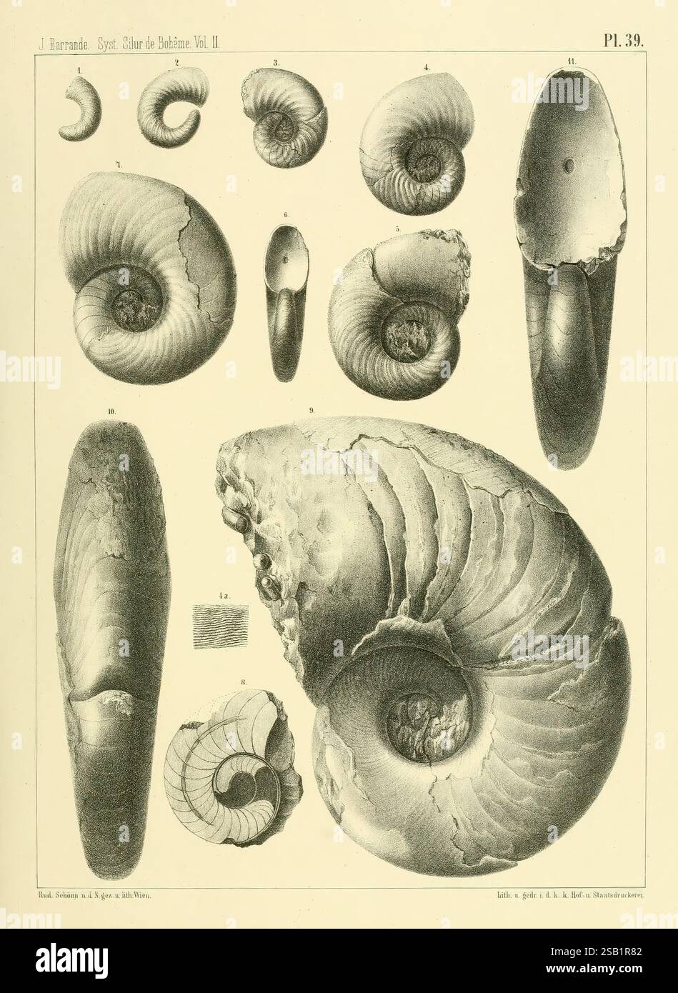 Intricate shell textures hi-res stock photography and images - Alamy