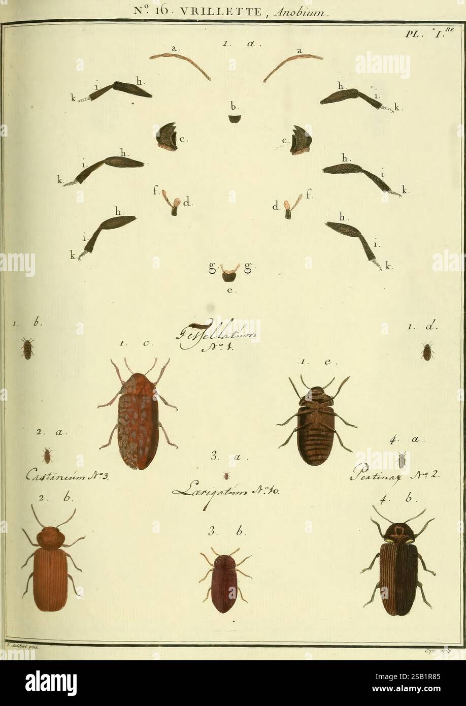 Primarily beetles hi-res stock photography and images - Alamy